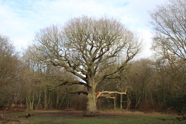 Grimston’s Oak at Epping Forest – Kalikellett
